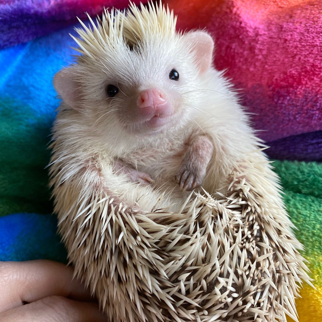 Rainbow Cuddle Fleece Handling Blankets for Small Pets Like Hedgehogs, Guinea Pigs, Rats, Etc ...