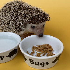 Ceramic Hedgehog Food, Water and Treat Bowls. Hedgehog Noms, Slurp and ...