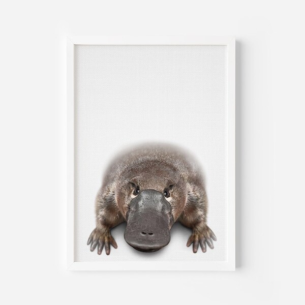 Platypus Print - Etsy