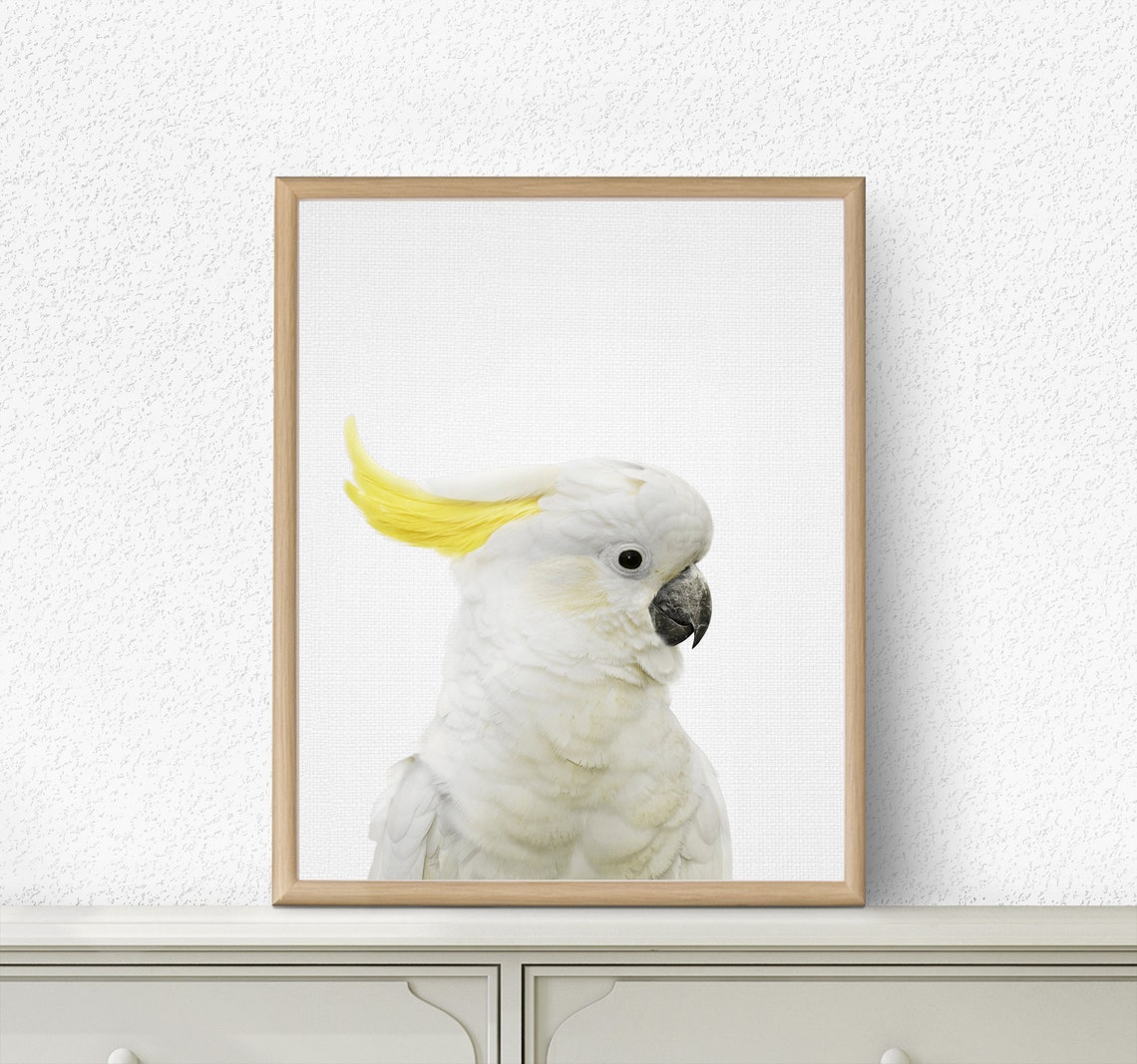 Australian Cockatoo Cockatoo Print Australian Bird Print | Etsy