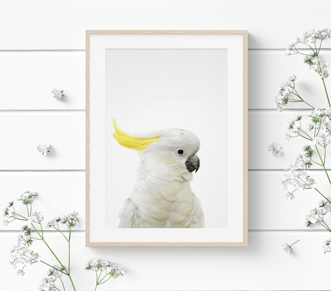 Australian Cockatoo Cockatoo Print Australian Bird Print | Etsy