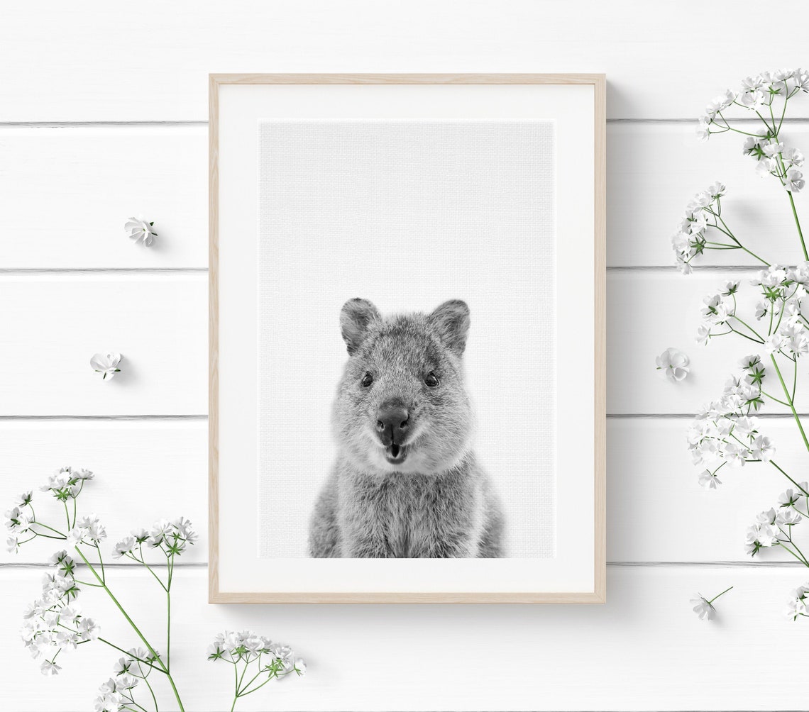 Quokka Print Australian Animal Print Australian Animal Wall - Etsy