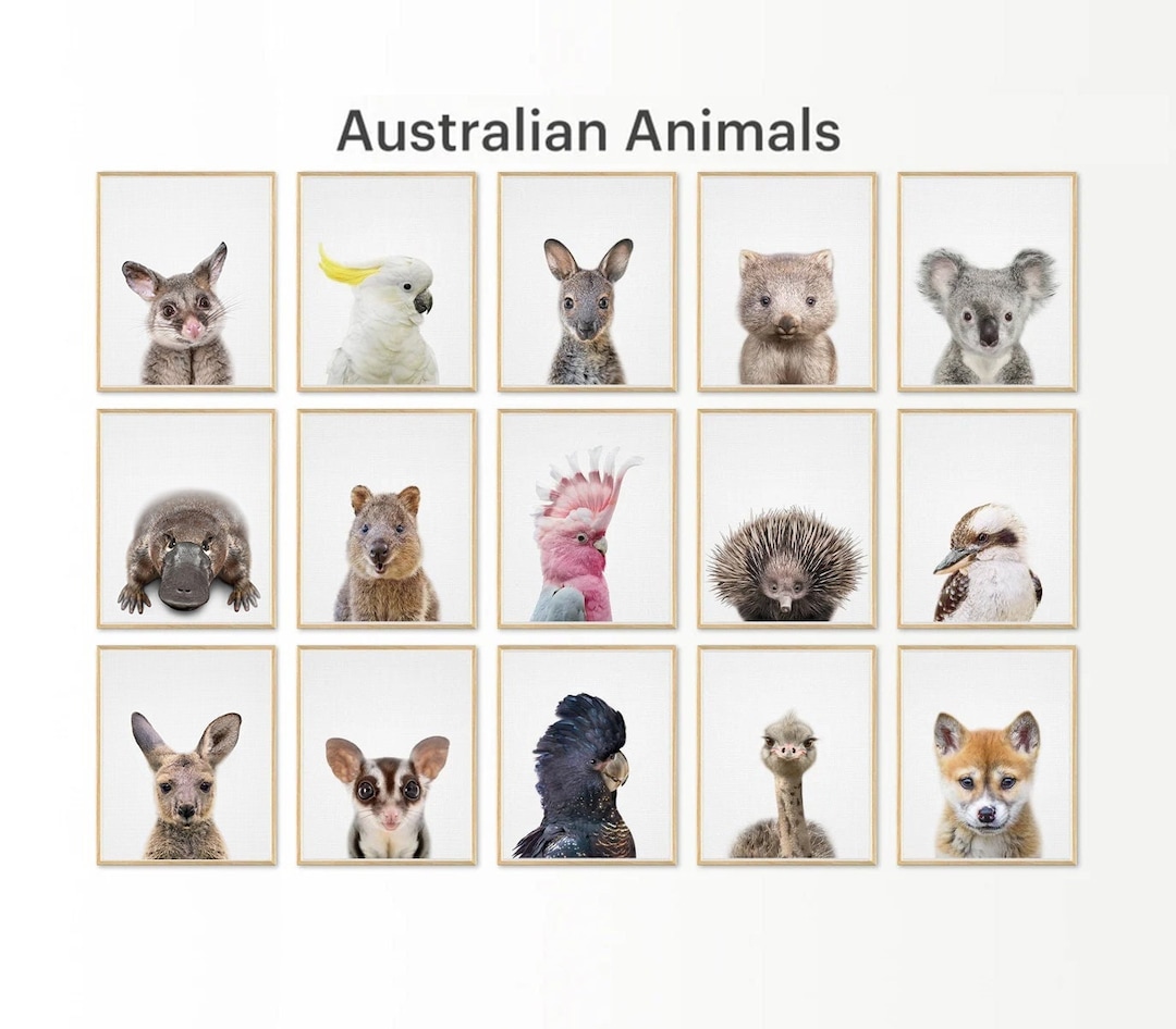 Wombat, Quokka, Kangaroo, Echidna, Kookaburra, Cockatoo, Platypus ...