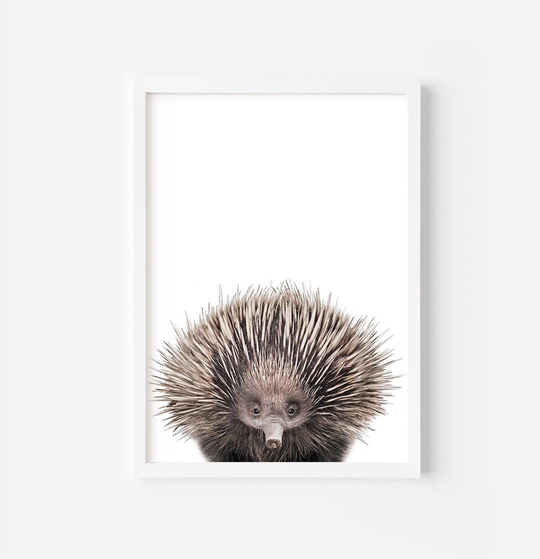 Echidna Print, Printable Echidna, Australian Animal Print, Australian ...