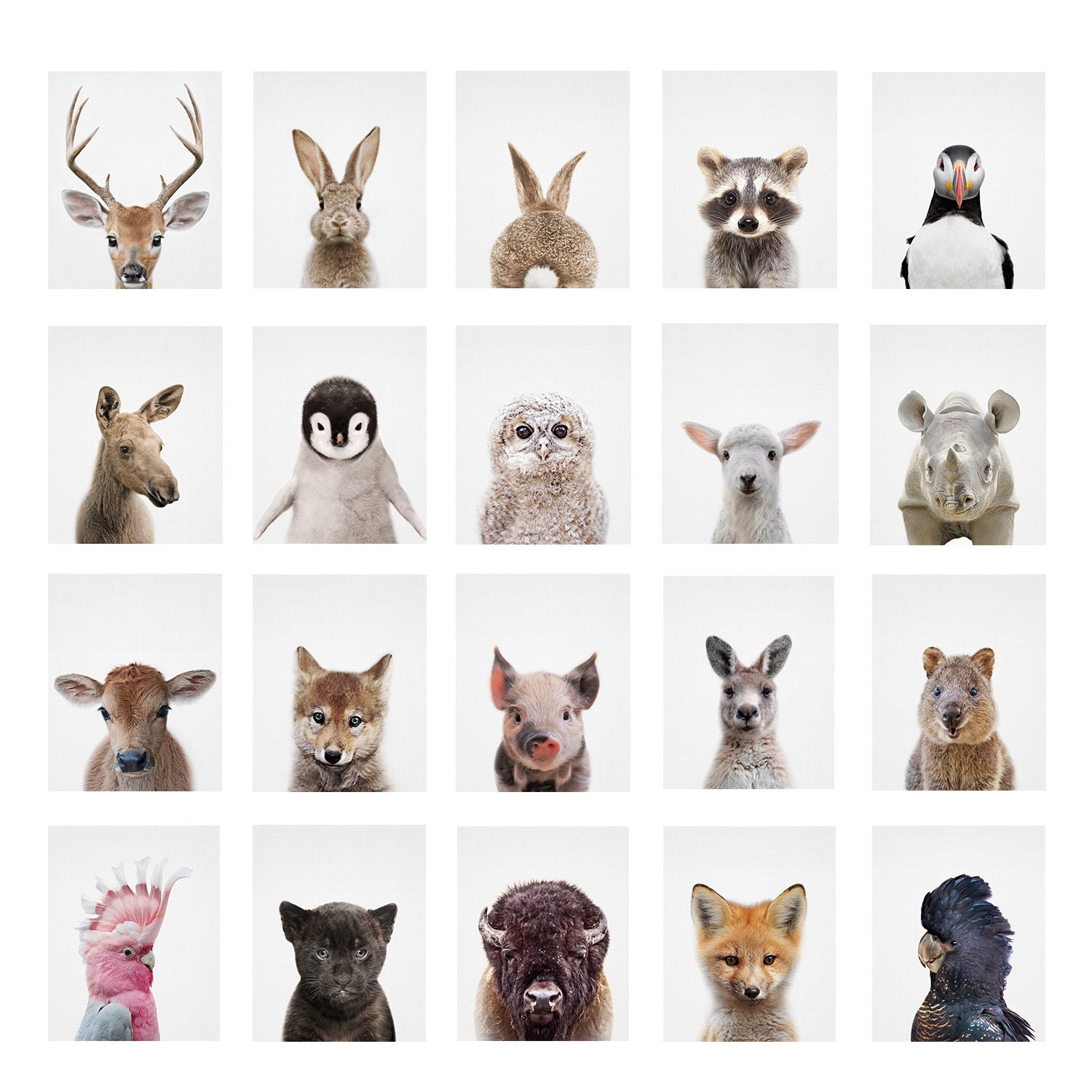 Australian Animal Print Baby Koala Print Wombat Print - Etsy Australia