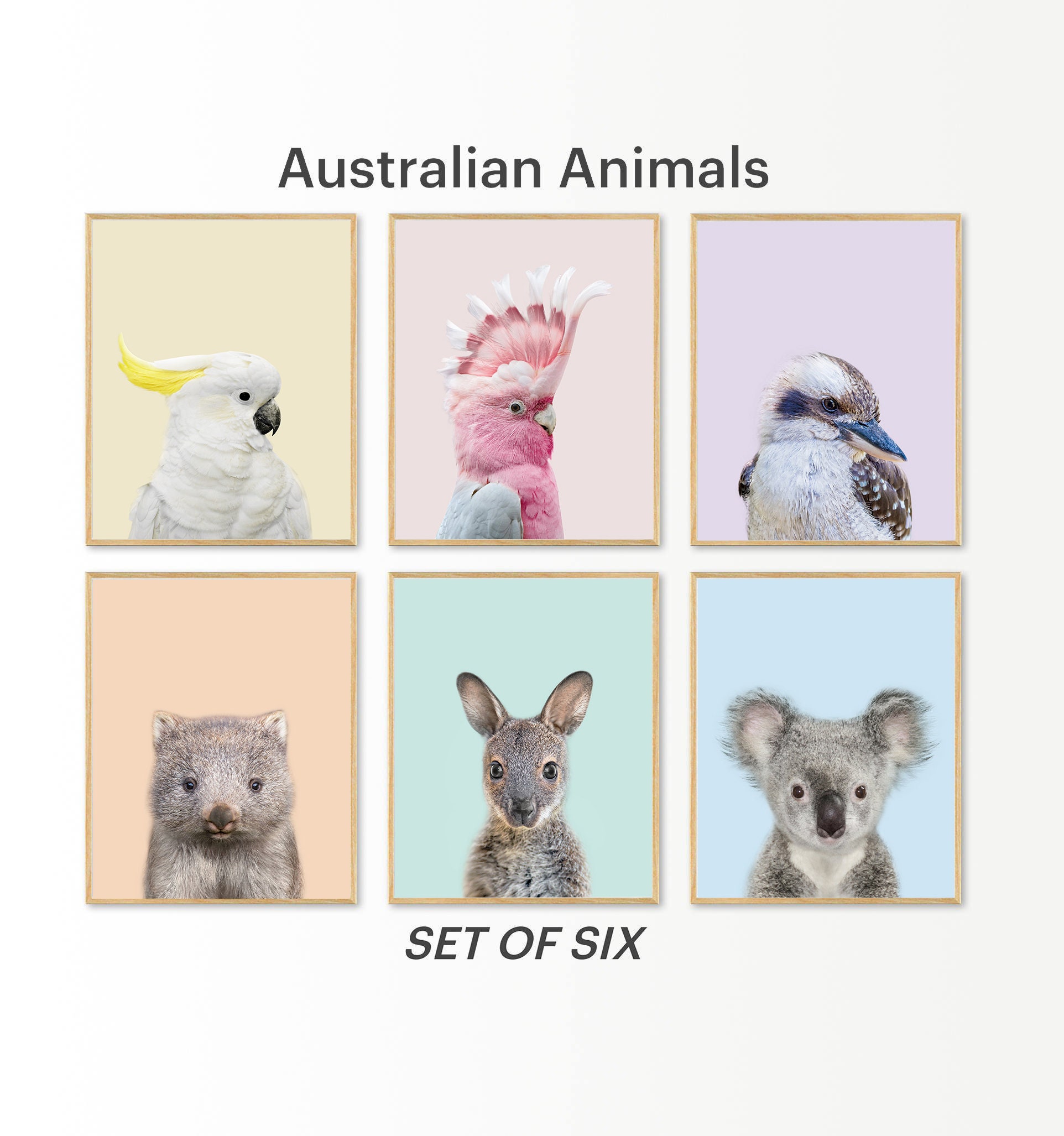 Australian Animal Print Baby Koala Print Wombat Print - Etsy Australia