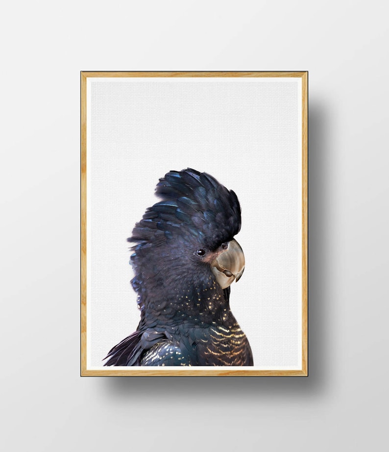 Cockatoo Print Australian Cockatoo Australian Bird Print | Etsy