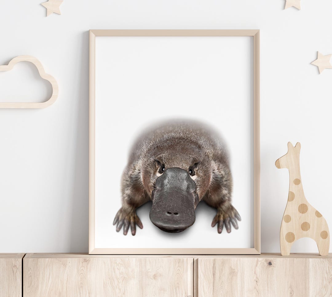 Australian Platypus Print, Photo, Australian Animal Wall Art, Nursery ...