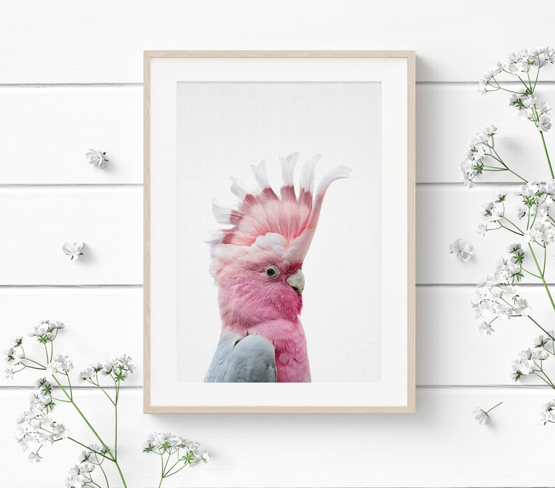 Galah Print Cockatoo Print Australian Bird Print Australian | Etsy