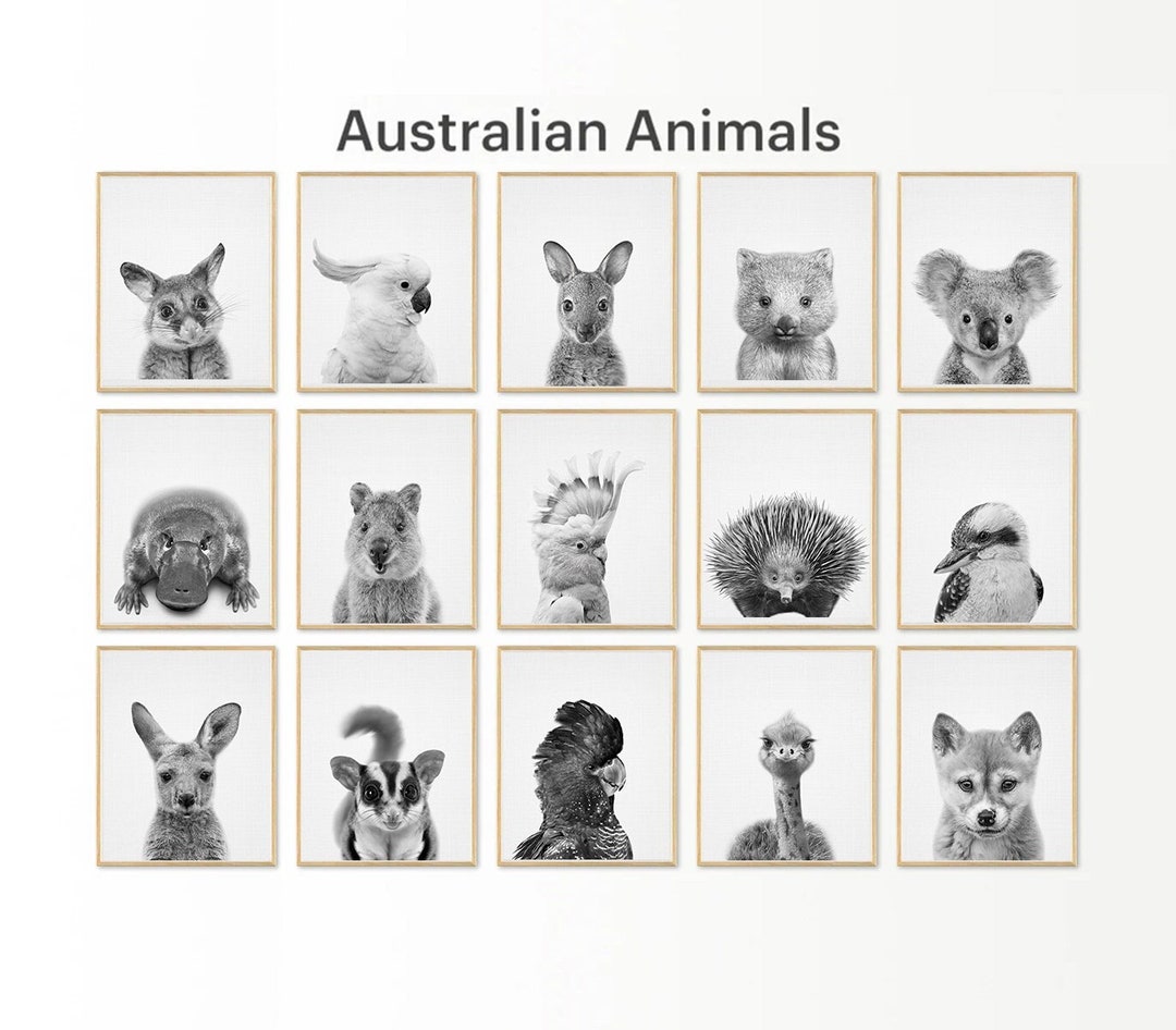 Kookaburra, Sugar Glider, Cockatoo, Platypus, Dingo, Emu, Wallaby ...