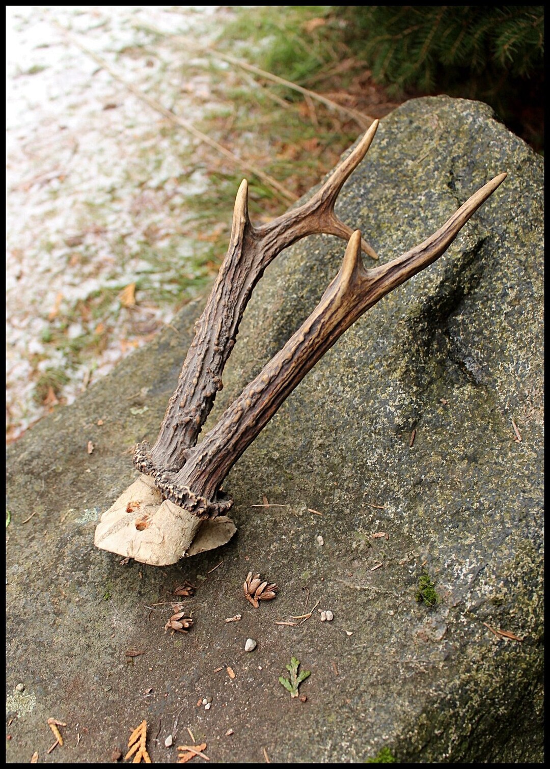 Genuine Wild Deer Horn, Natural Roe Deer Antler , European Roe Deer ...