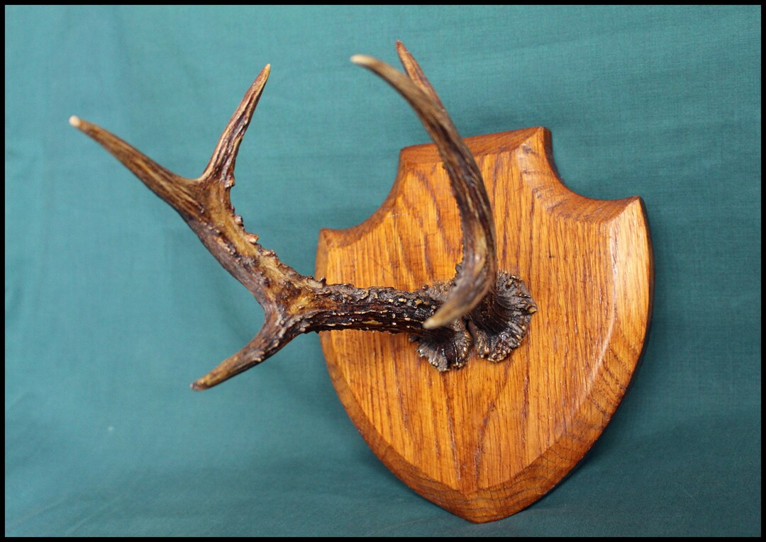 Roe Deer Antlers, Natural Roe Deer Antler,real Antlers,roe DEER Antlers ...