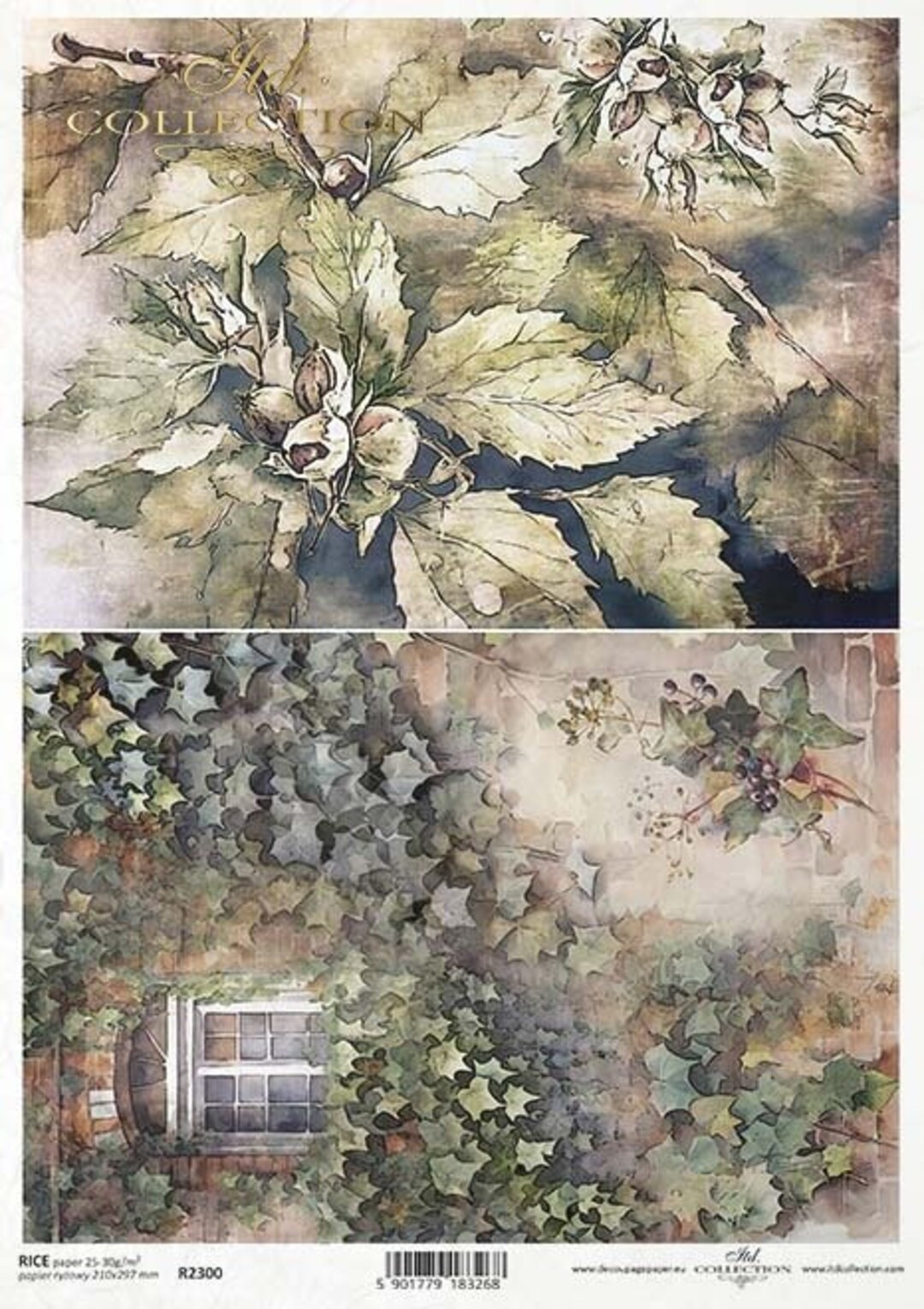 ITD Collection Autumn Views, Plants, Ivy, Window, Autumn, Leaves Rice ...