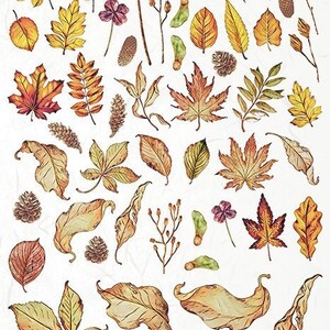 Mysterious Forest A4 Rice Paper Set - Rice Paper Set - Forest Rice ...