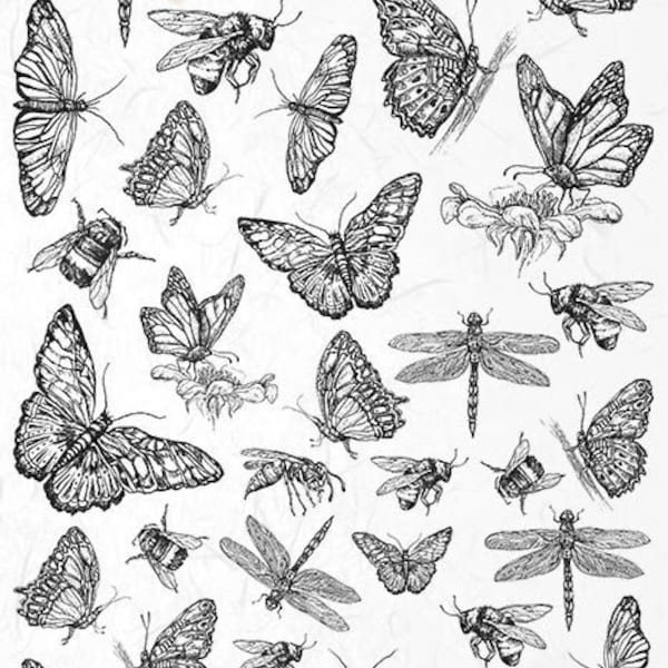 Insect Collection - Etsy