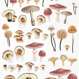 Mysterious Forest A4 Rice Paper Set - Rice Paper Set - Forest Rice ...