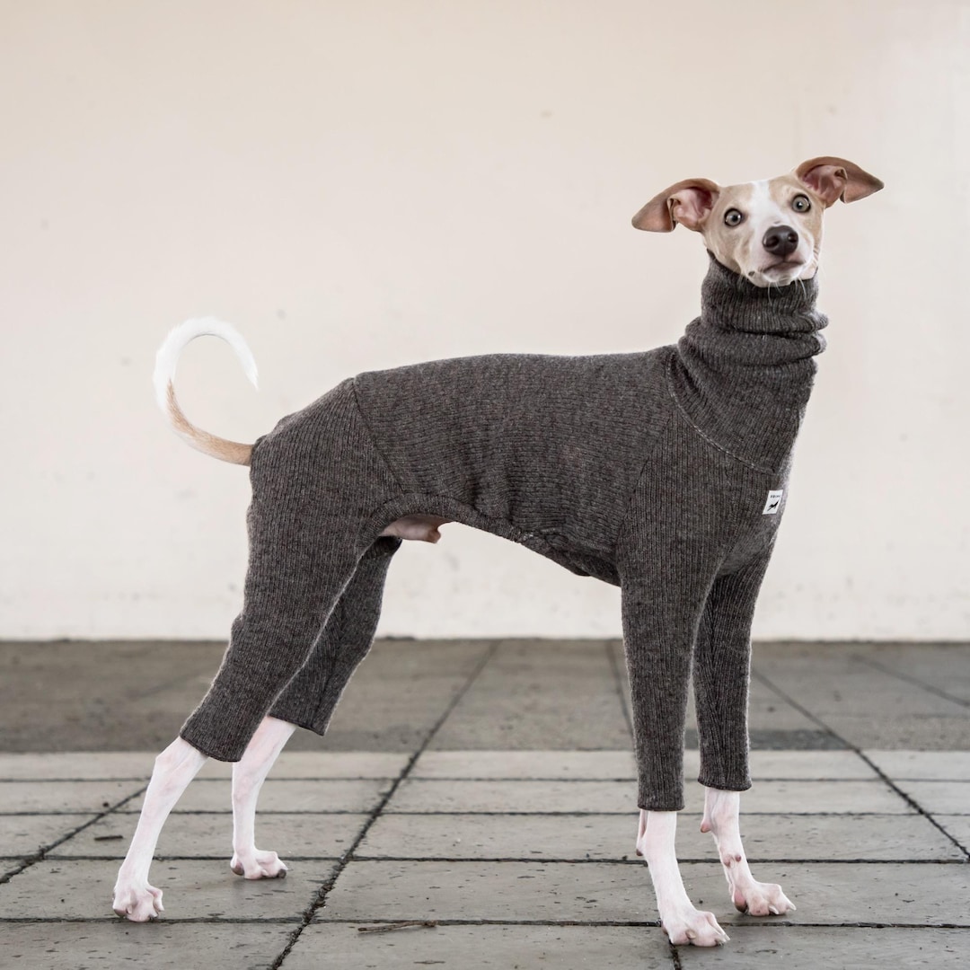 Italian Greyhound Clothing, Quarter Wool Knit Suits, Jammies,jumpsuit ...