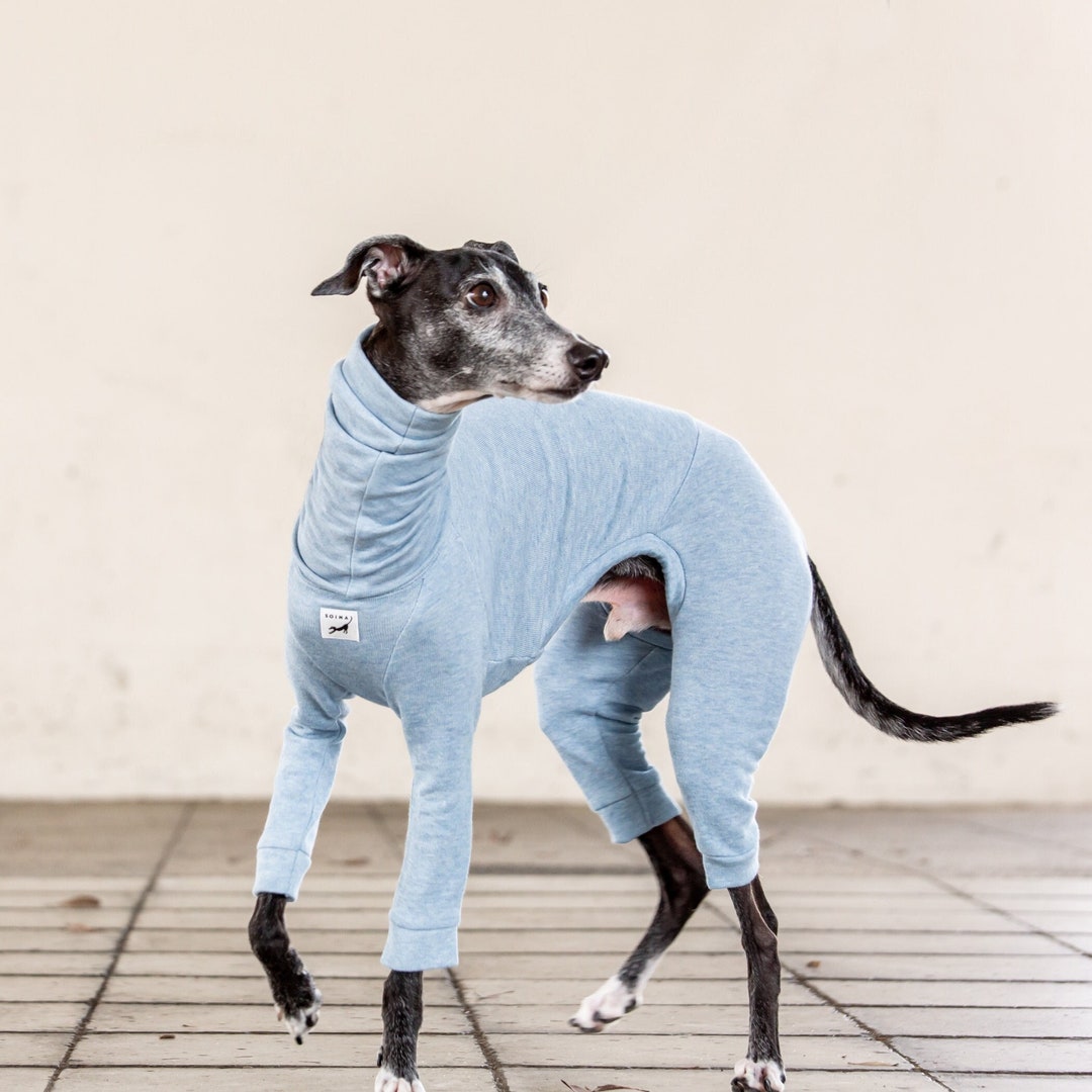 Italian Greyhound Clothing, Light Weight Organic Cotton Suit, Room Wear ...