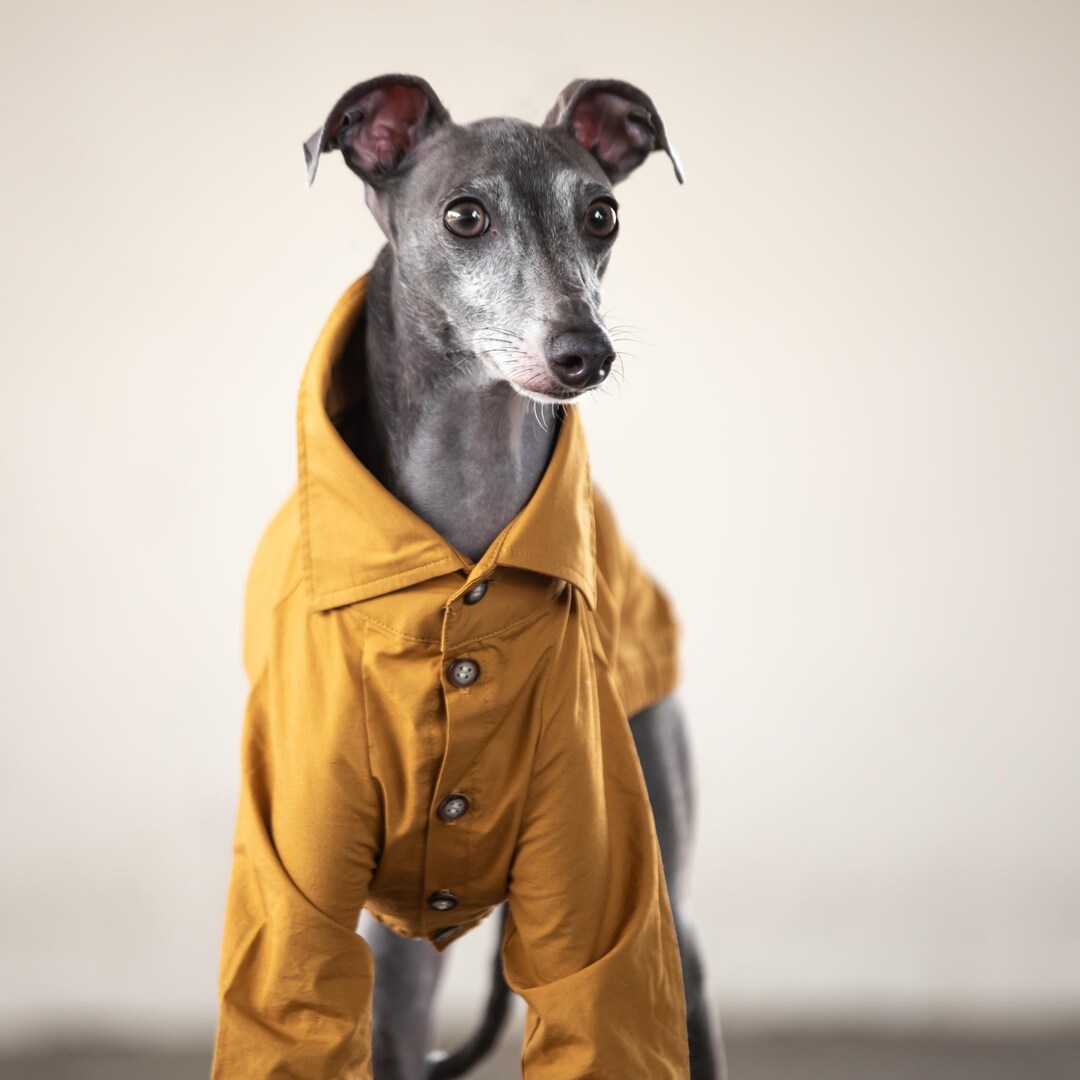 Italian Greyhound Clothing, Vintage-inspired Typewriter Shirts [MUSTARD ...
