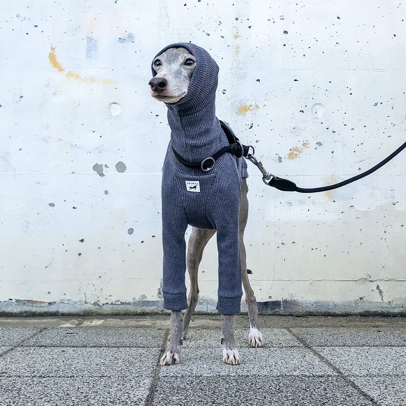 Italian Greyhound Clothing Organic Cotton Waffle Long Neck - Etsy