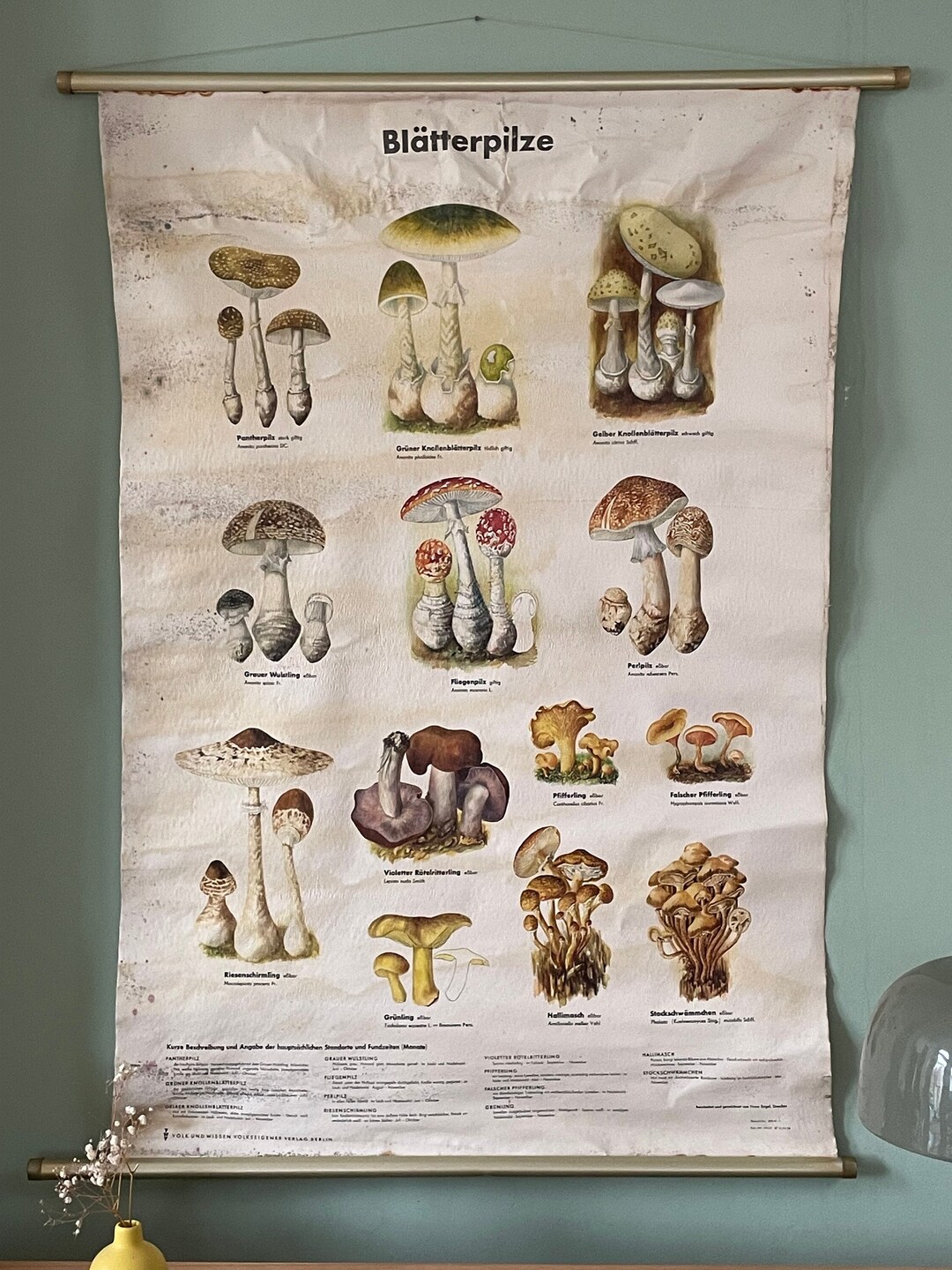 Roll Map / School Map / Wall Map Mushrooms / Mushrooms - Etsy UK
