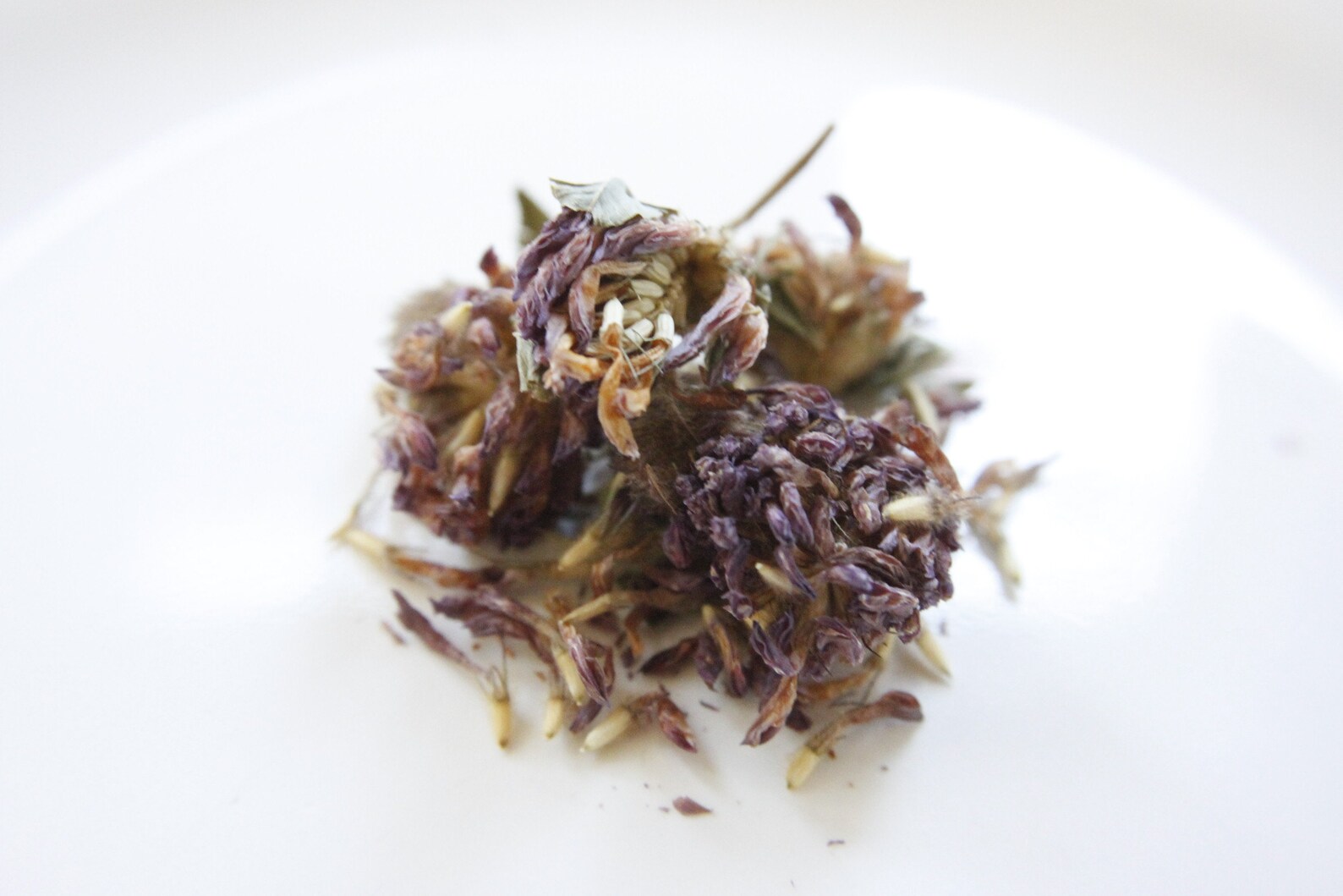 Dried Red Clover 2 grams dried herbs Red Clover herbal | Etsy