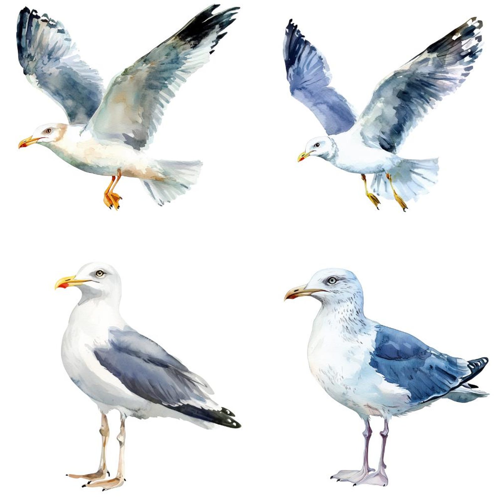 16 Seagull Watercolor Clipart PNG. Sea Clipart, Digital Download, Junk ...