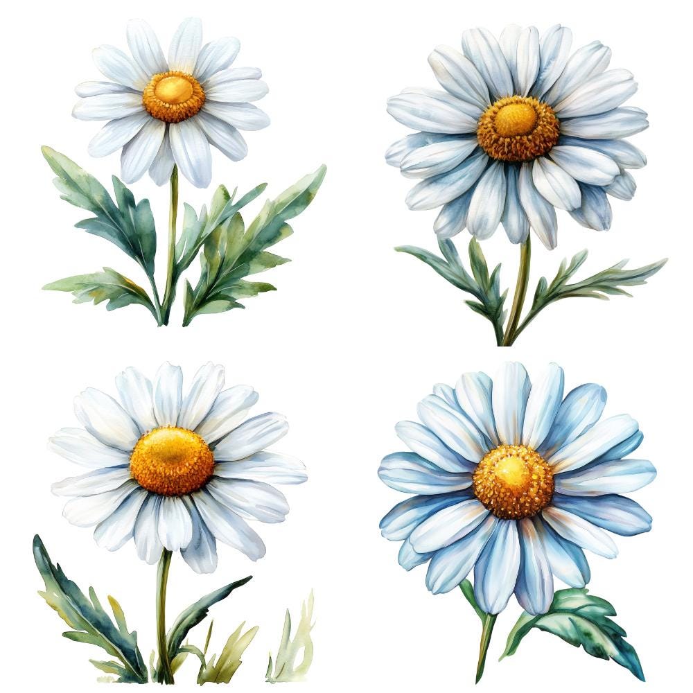 16 Daisy Flower Watercolor Clipart PNG. Digital Download, Junk Journals ...