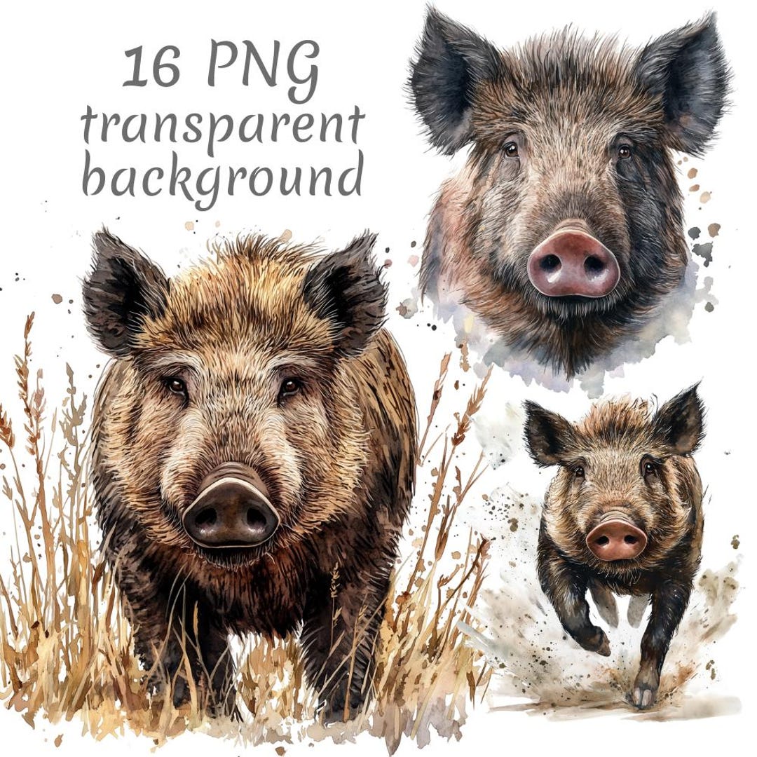 16 Realistic Wild Boar Watercolor Clipart PNG, Digital Download, Junk ...
