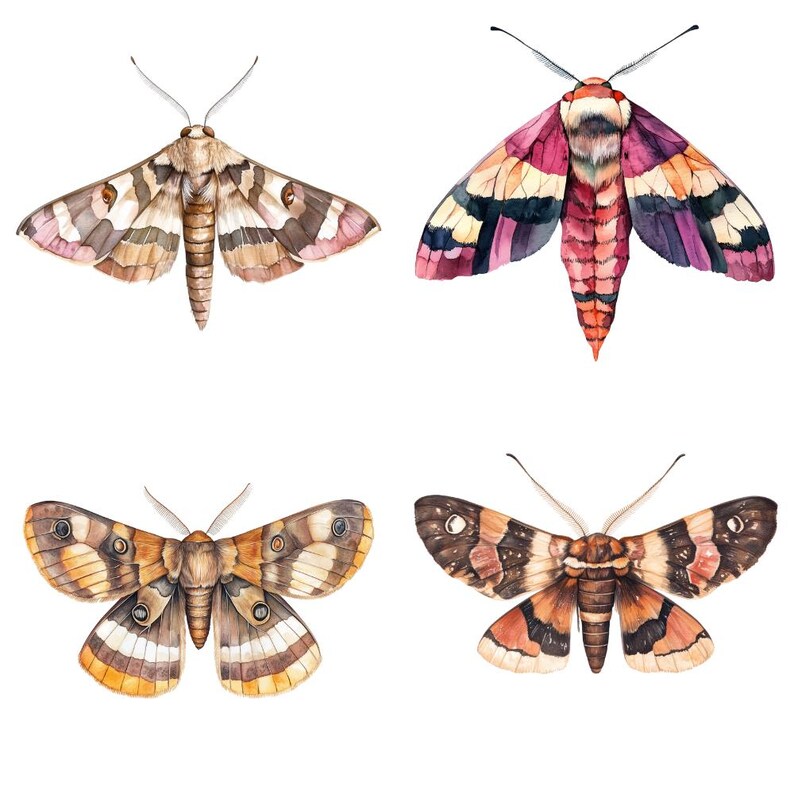 18 Hawk Moth Watercolor Clipart PNG, Digital Download, Junk Journals ...