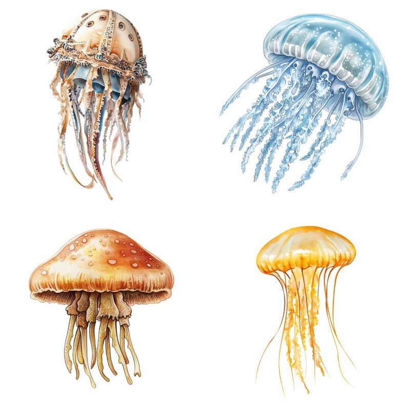 19 Jellyfish Watercolor Clipart PNG. Sea Clipart, Digital Download ...