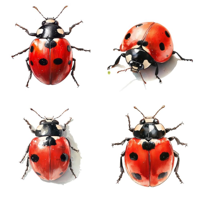 12 Realistic Ladybug Watercolor Clipart PNG. Digital Download, Junk ...