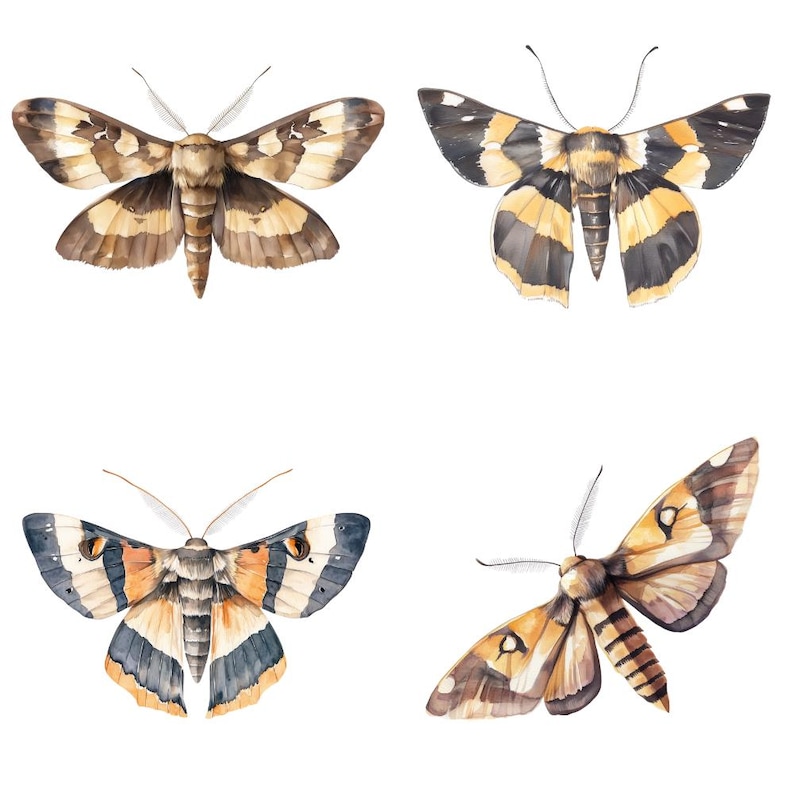 18 Hawk Moth Watercolor Clipart PNG, Digital Download, Junk Journals ...