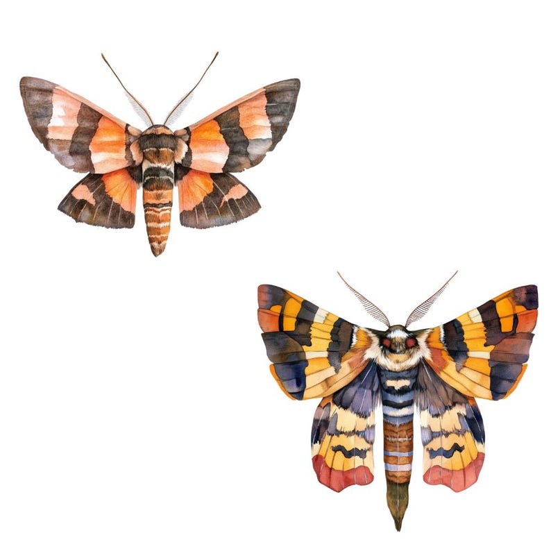 18 Hawk Moth Watercolor Clipart PNG, Digital Download, Junk Journals ...
