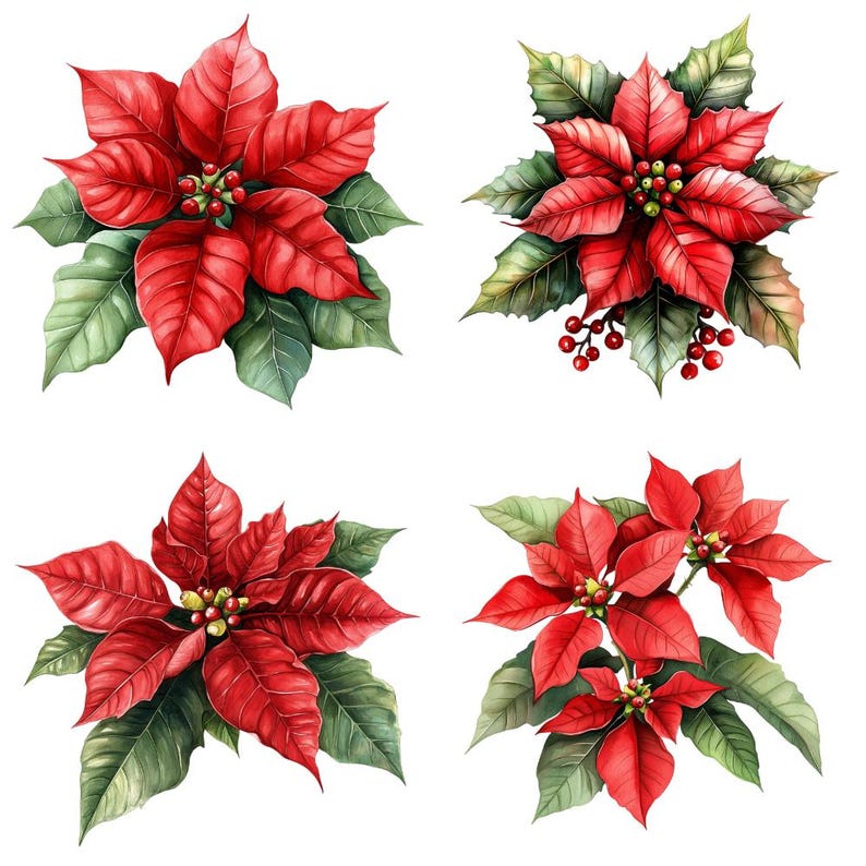 20 Christmas Poinsettia Flower Watercolor Clipart PNG. Digital Download ...