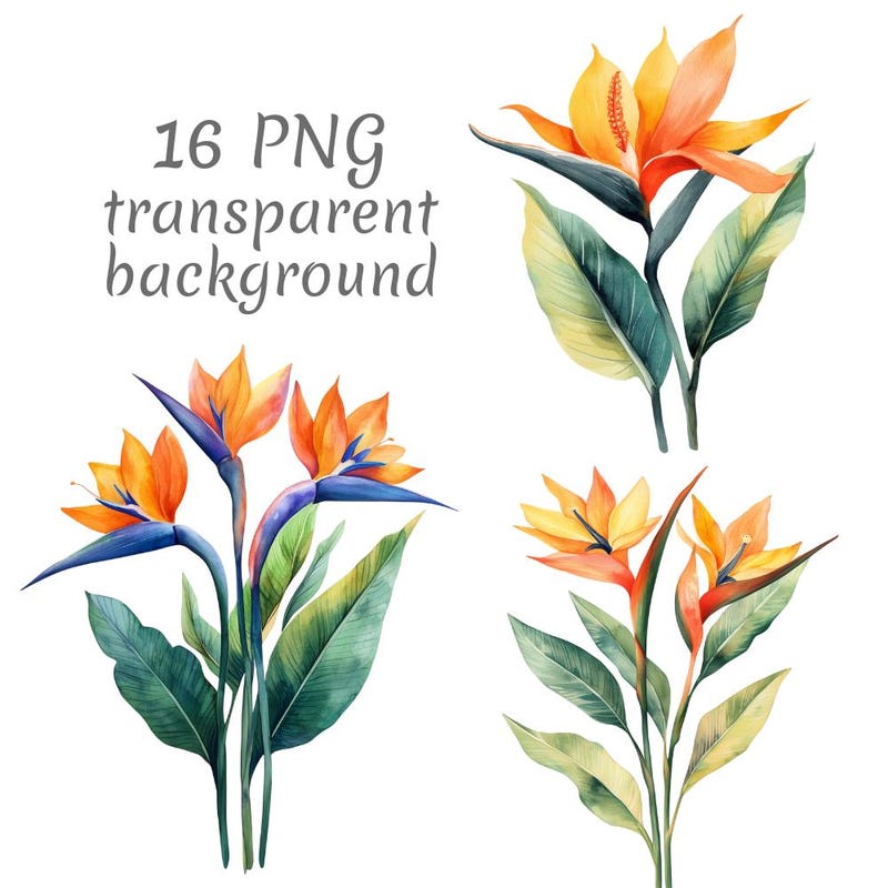 Strelitzia Art - Etsy