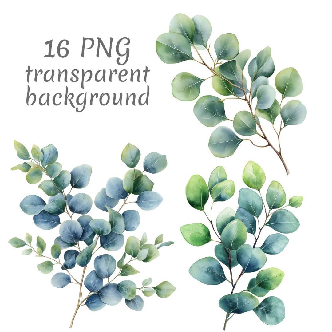 16 Eucalyptus Watercolor Clipart PNG, Digital Download, Junk Journals ...