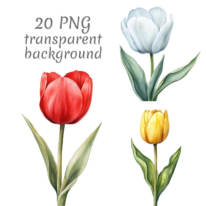 Red Tulips Pictures - Etsy