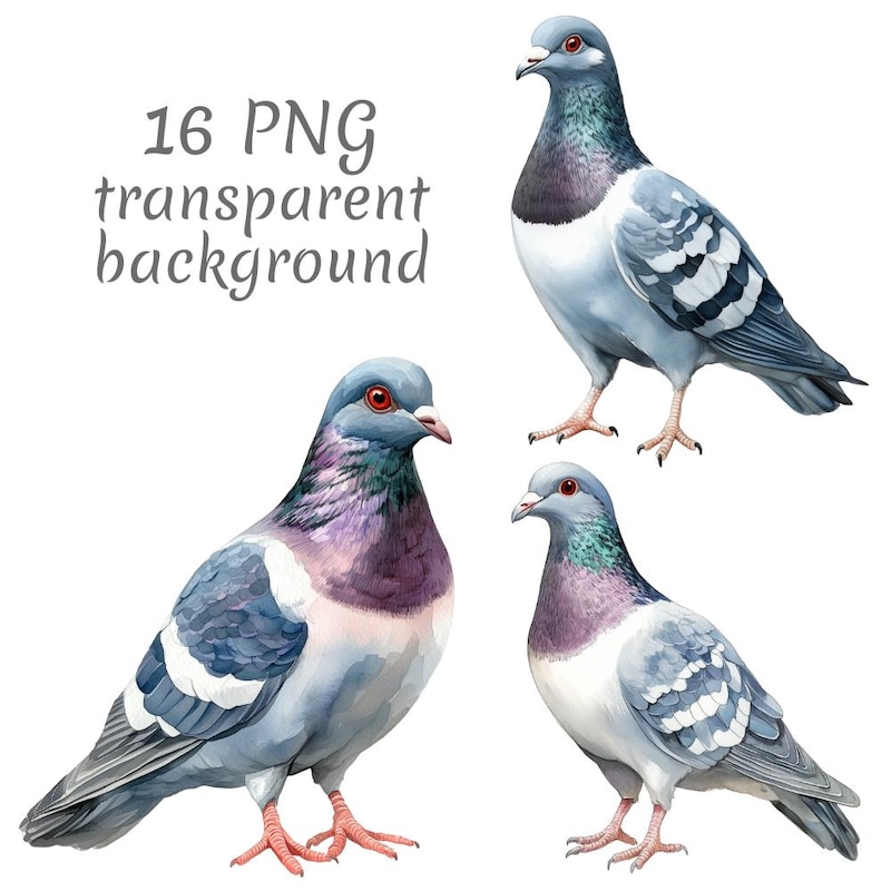 Pigeon Clipart - Etsy UK
