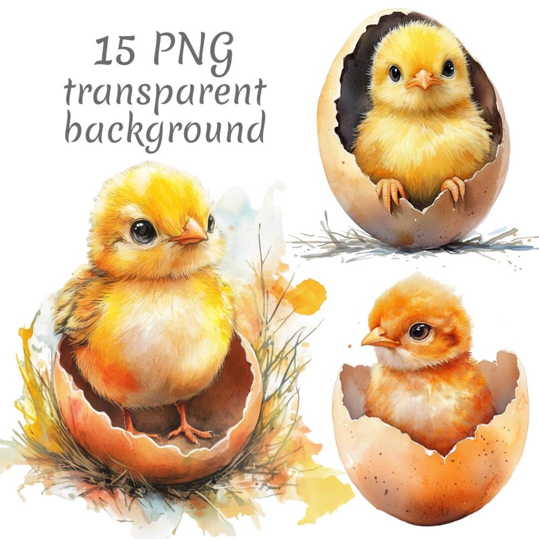15 Hatching Chick Watercolor Clipart PNG. Digital Download, Junk ...