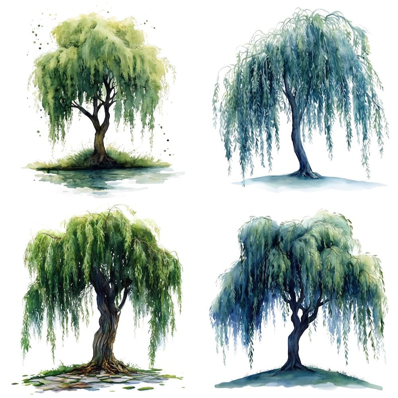 16 Weeping Willow Watercolor Clipart PNG, Digital Download, Junk ...
