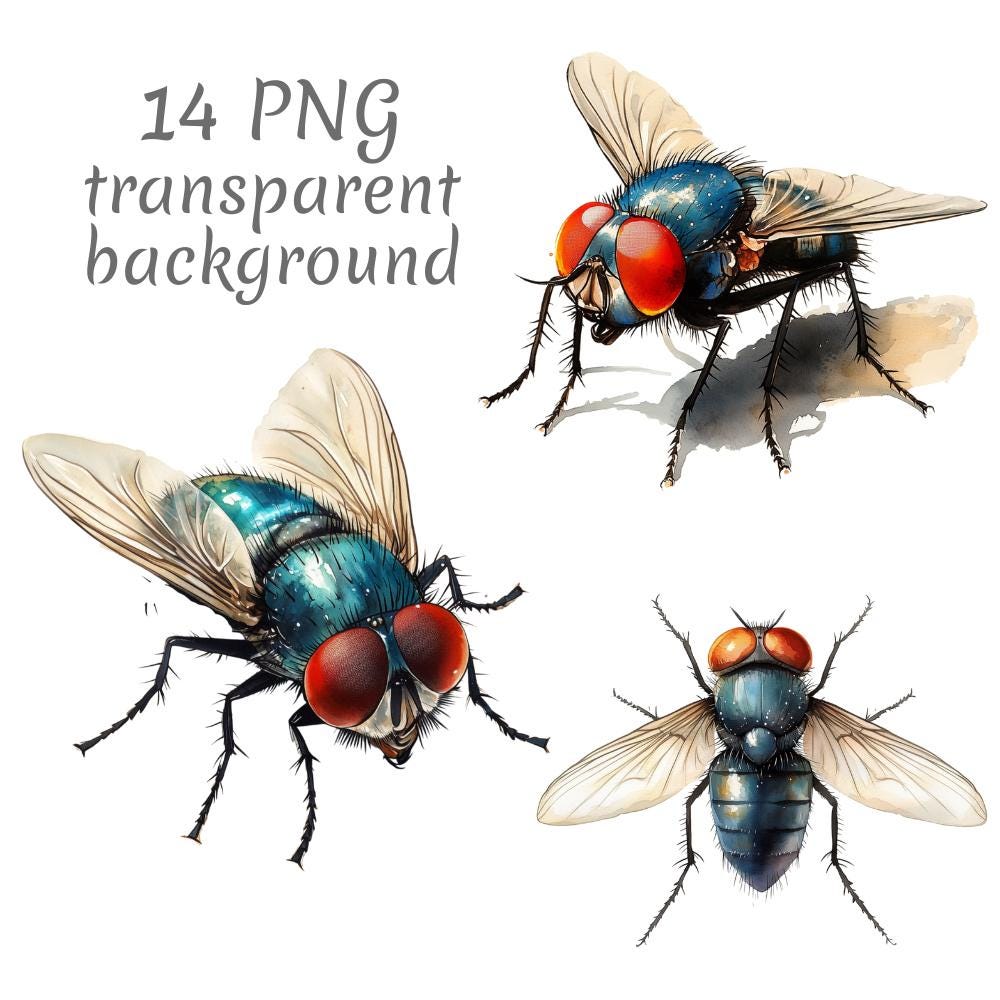 14 Realistic Fly Watercolor Clipart PNG. Digital Download, Junk ...