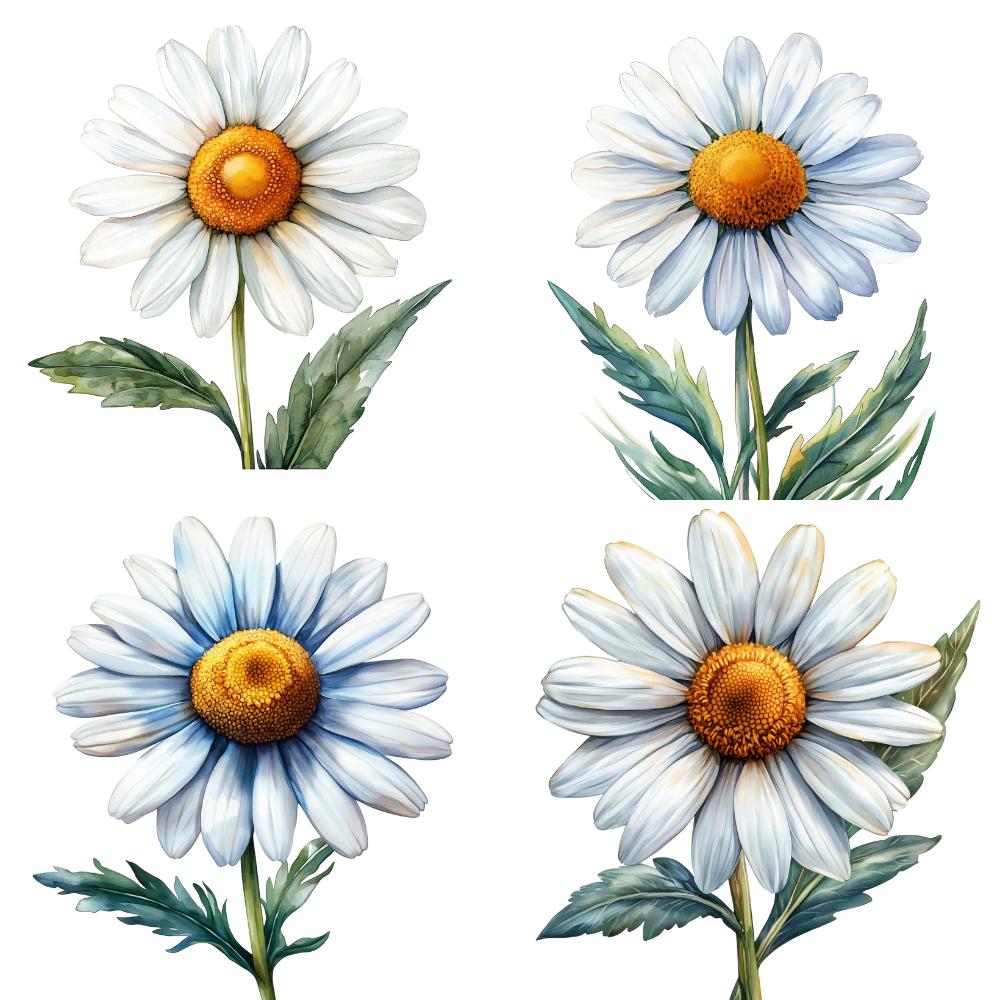 16 Daisy Flower Watercolor Clipart PNG. Digital Download, Junk Journals ...