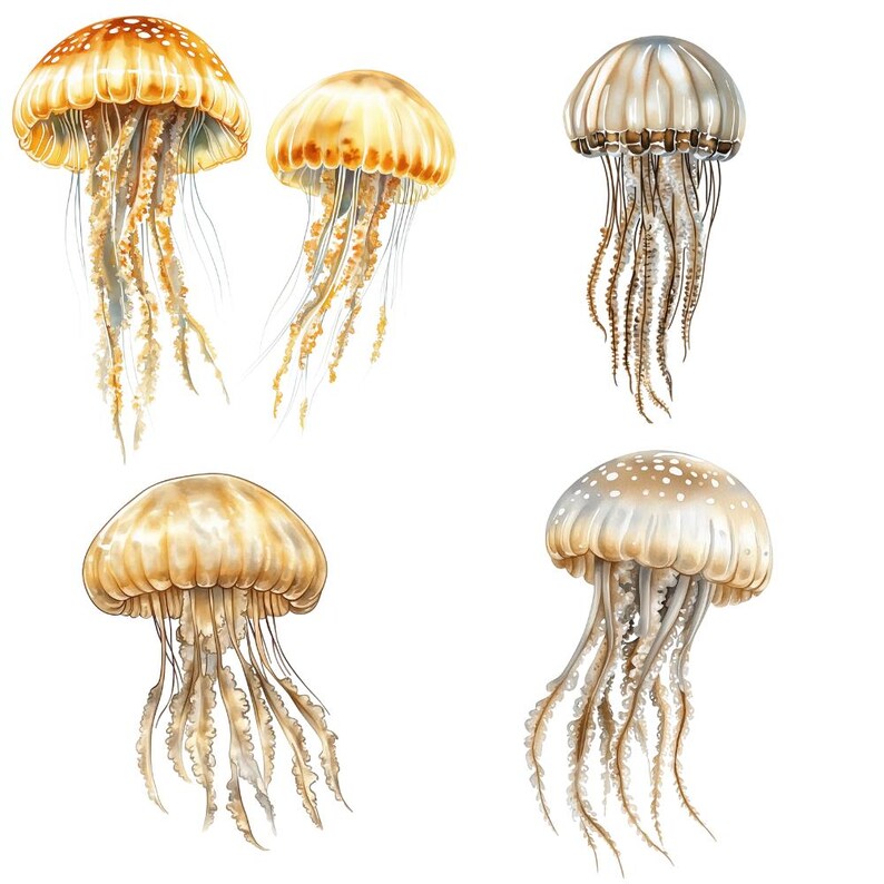 19 Jellyfish Watercolor Clipart PNG. Sea Clipart, Digital Download ...