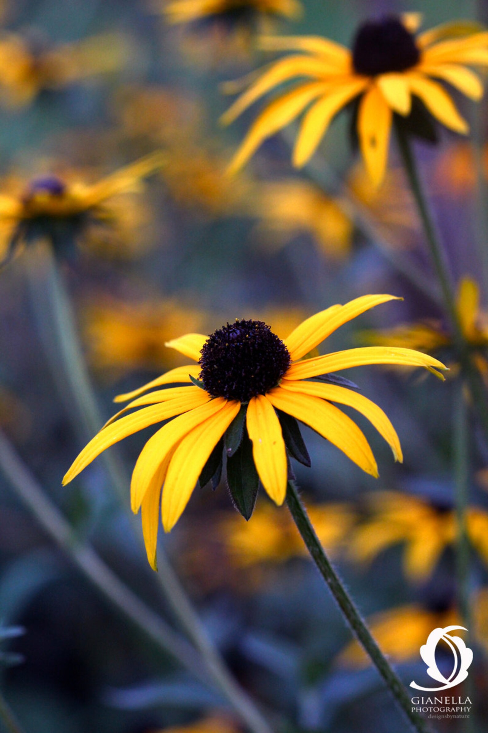 Black Eyed Susan Flower Photo Card, Yellow Flower Photo Card, Card for ...