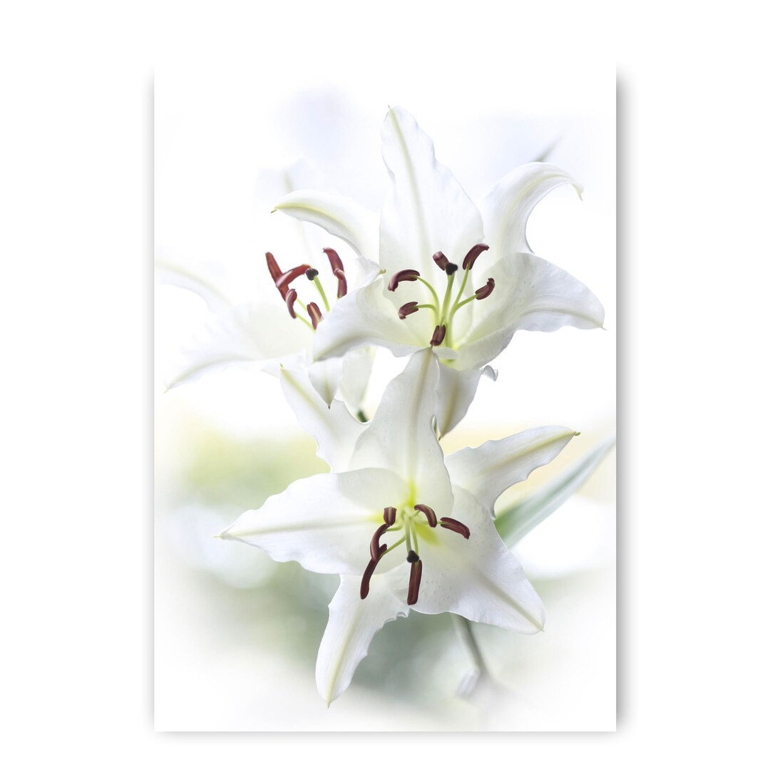 Easter Lily Card, Flower Photo Card, May Birthday Card, White Lily Card ...