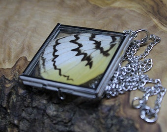 Glass Encased Butterfly - Etsy