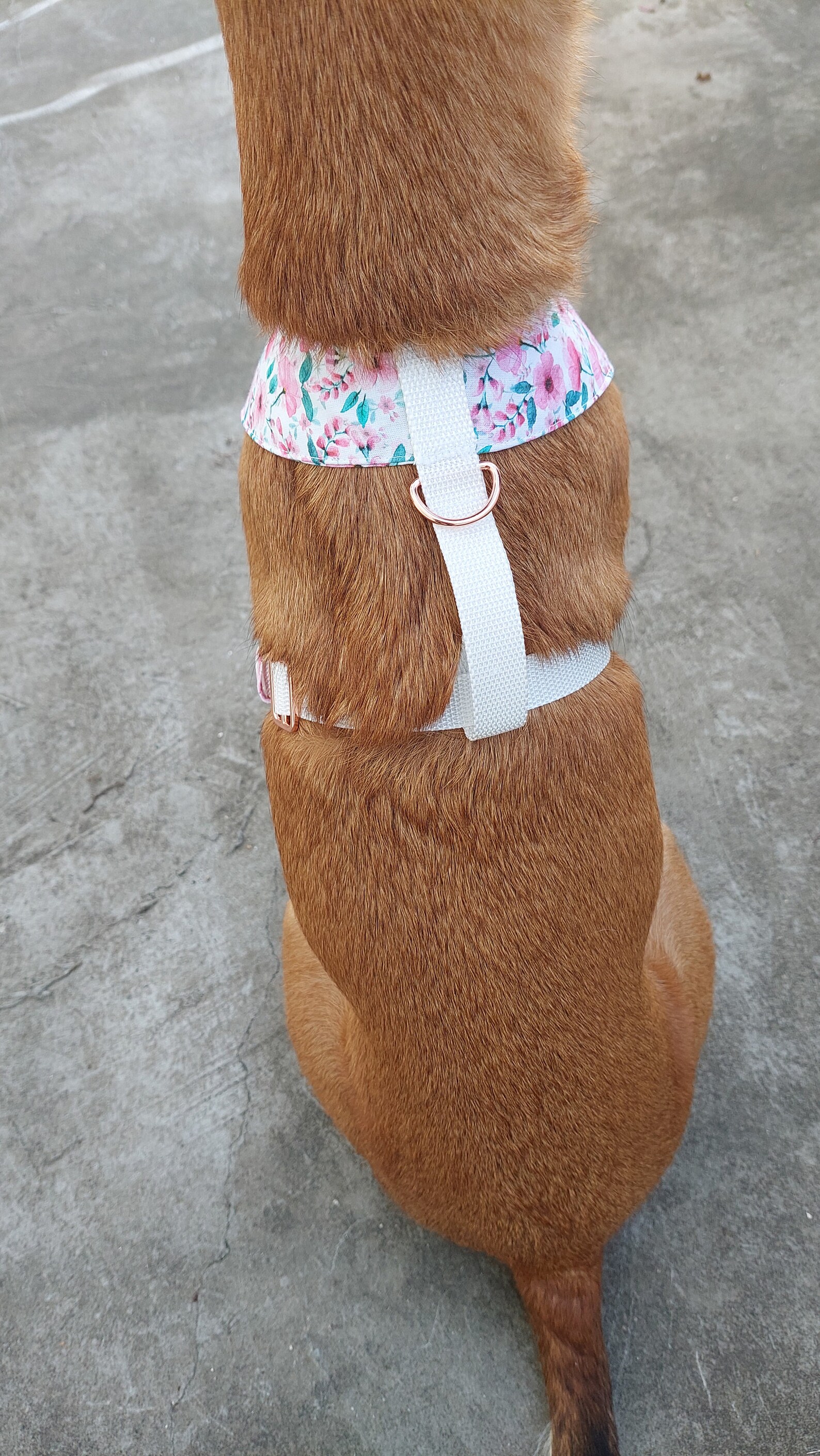Dog Harness Sewing Pattern Medium Size / Adjustable Chest Harness DIY ...