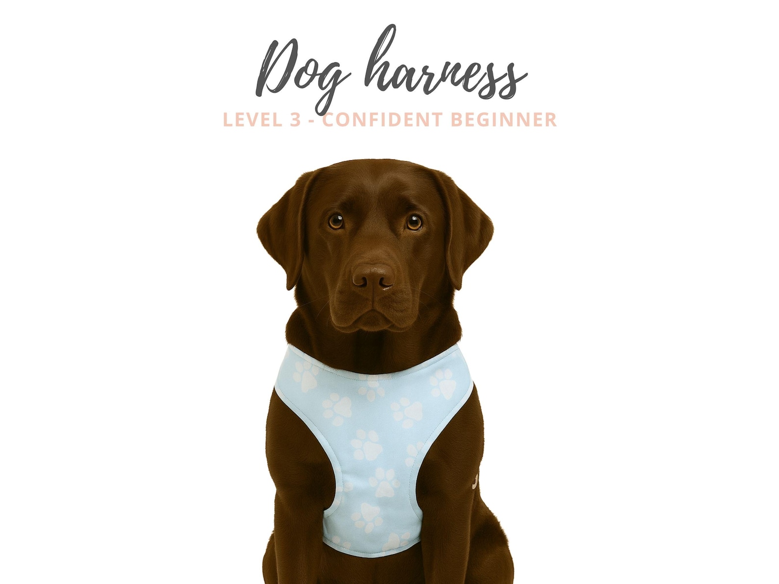 Dog Harness Sewing Pattern and Video Tutorial | ALL SIZES Harness ...