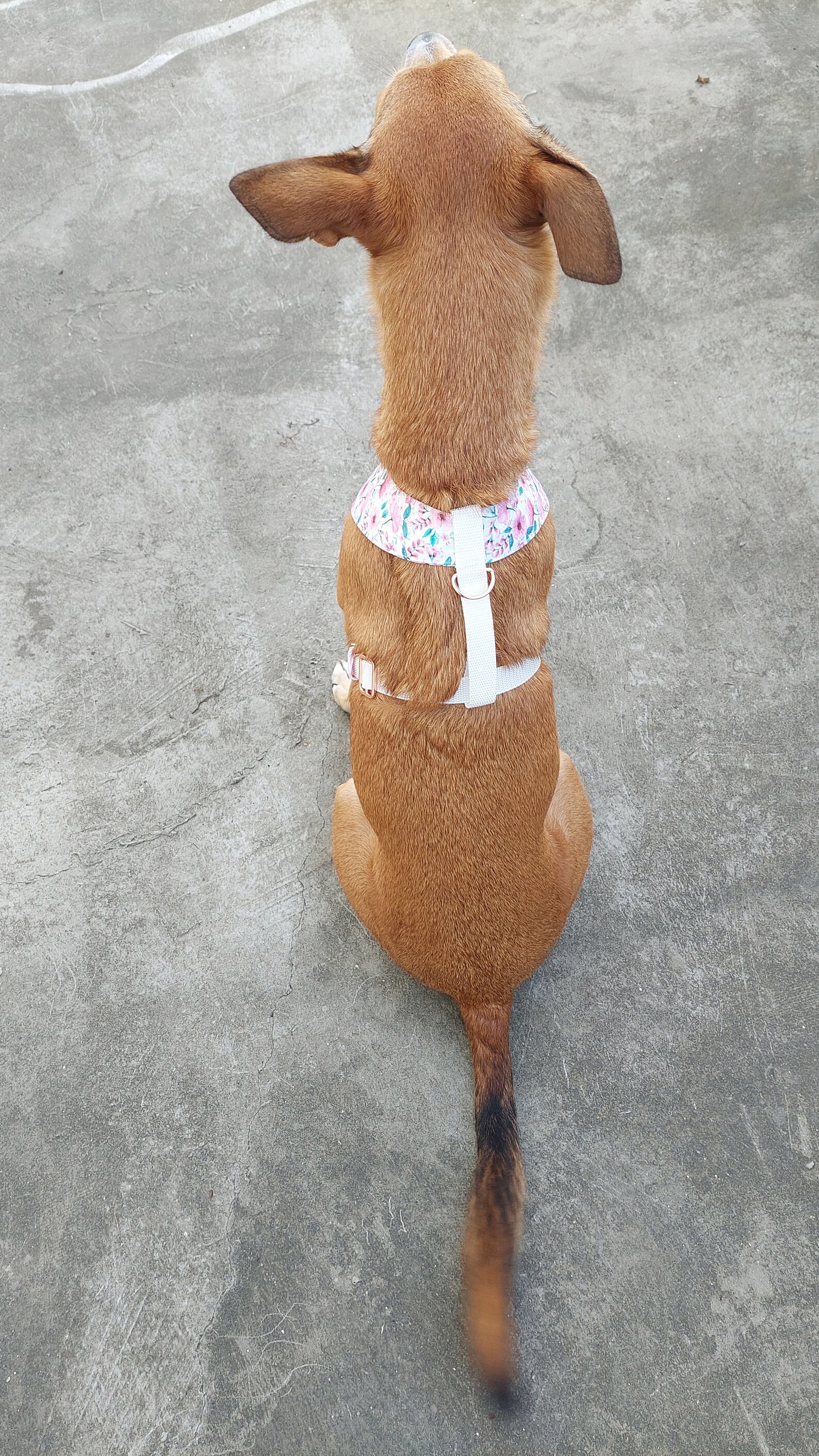 Dog Harness Sewing Pattern Medium Size / Adjustable Chest Harness DIY ...